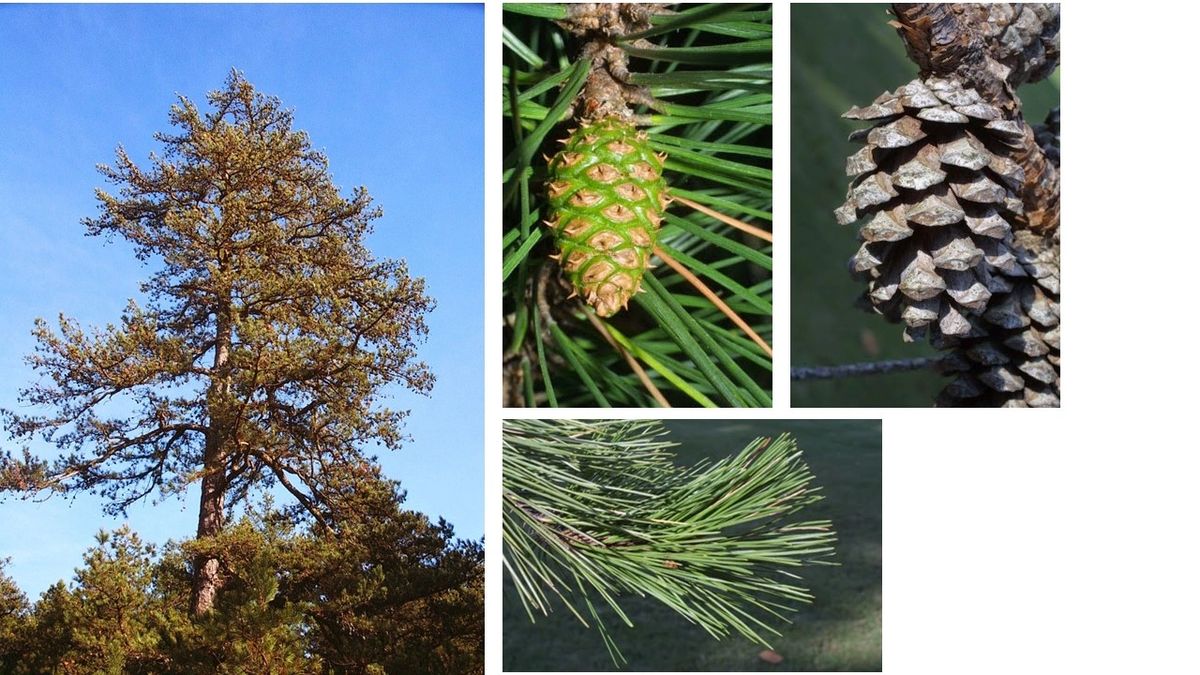 PINUS ECHINATA (shortleaf pine) - Six (6) Plants